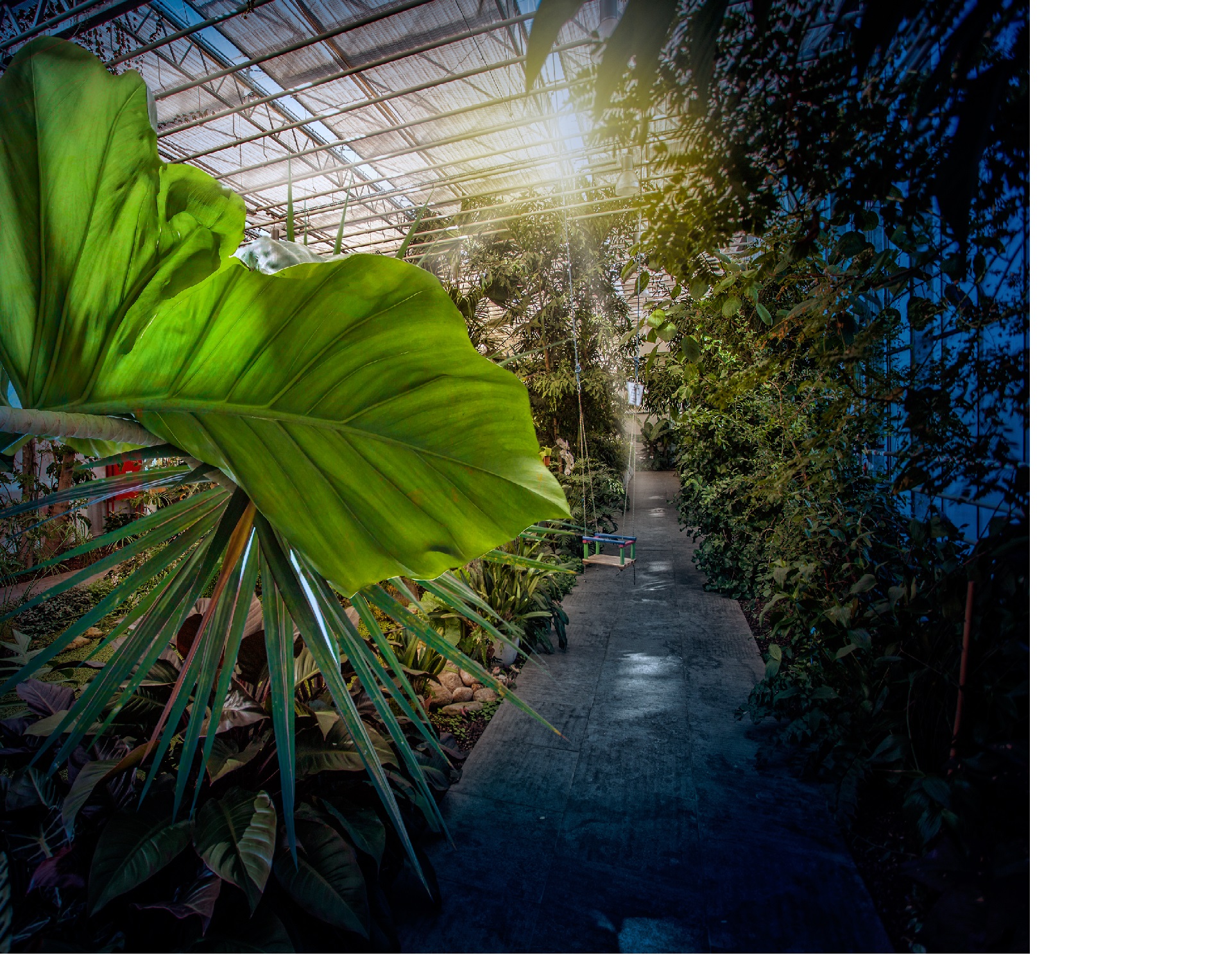 TROPICAL GARDEN OCEAN ORCHIDS | Visit Pomurje | Expano